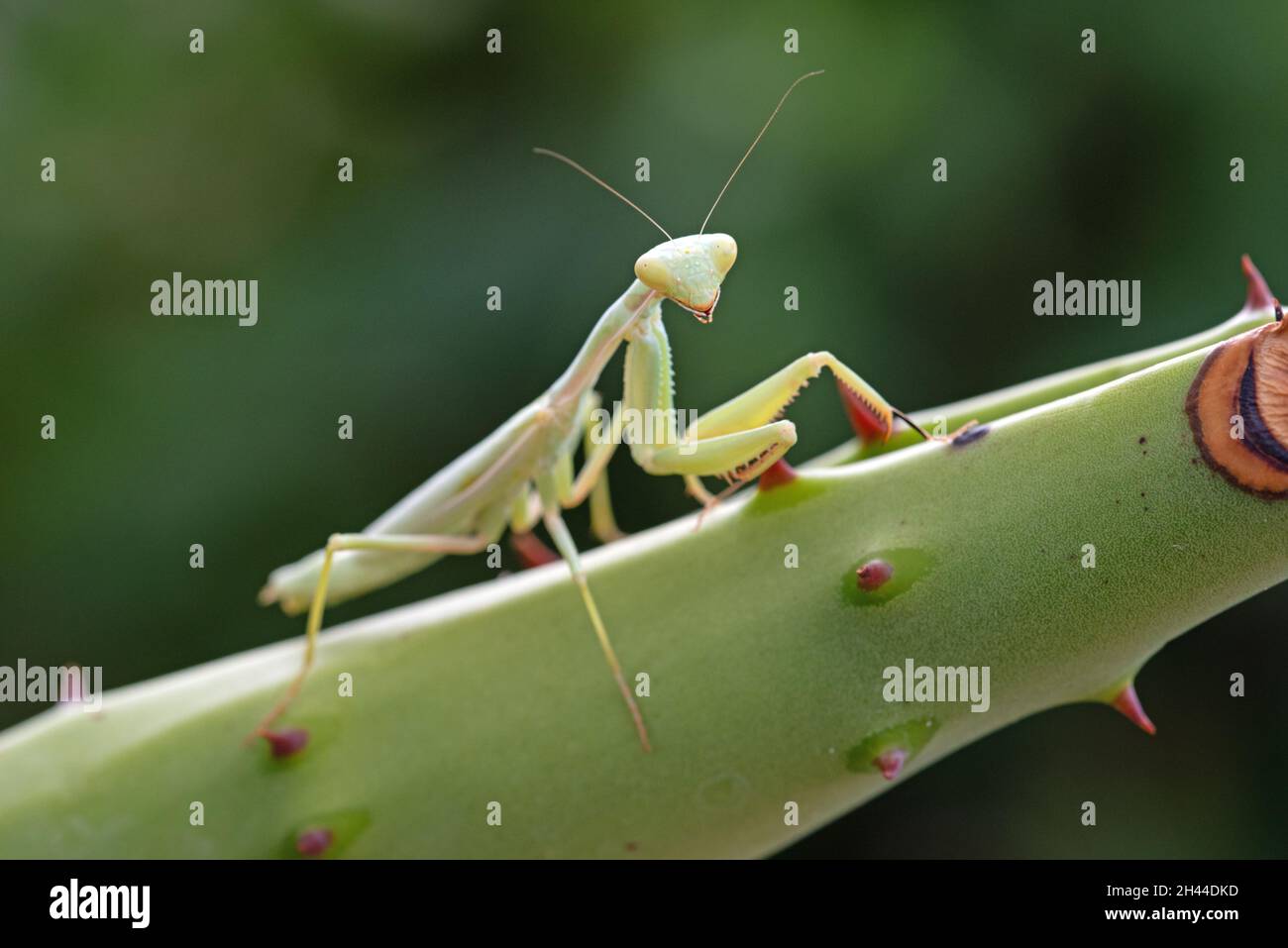 Arizona Praying Mantis (Stagmomantis limbata Stock Photo - Alamy