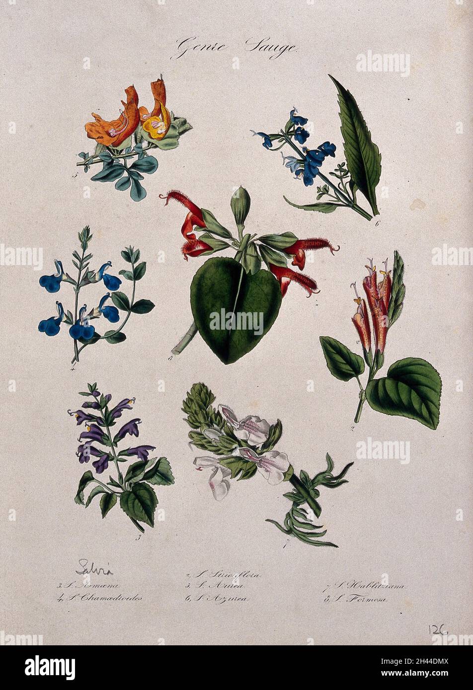Seven different types of sage (Salvia species): flowering stems ...