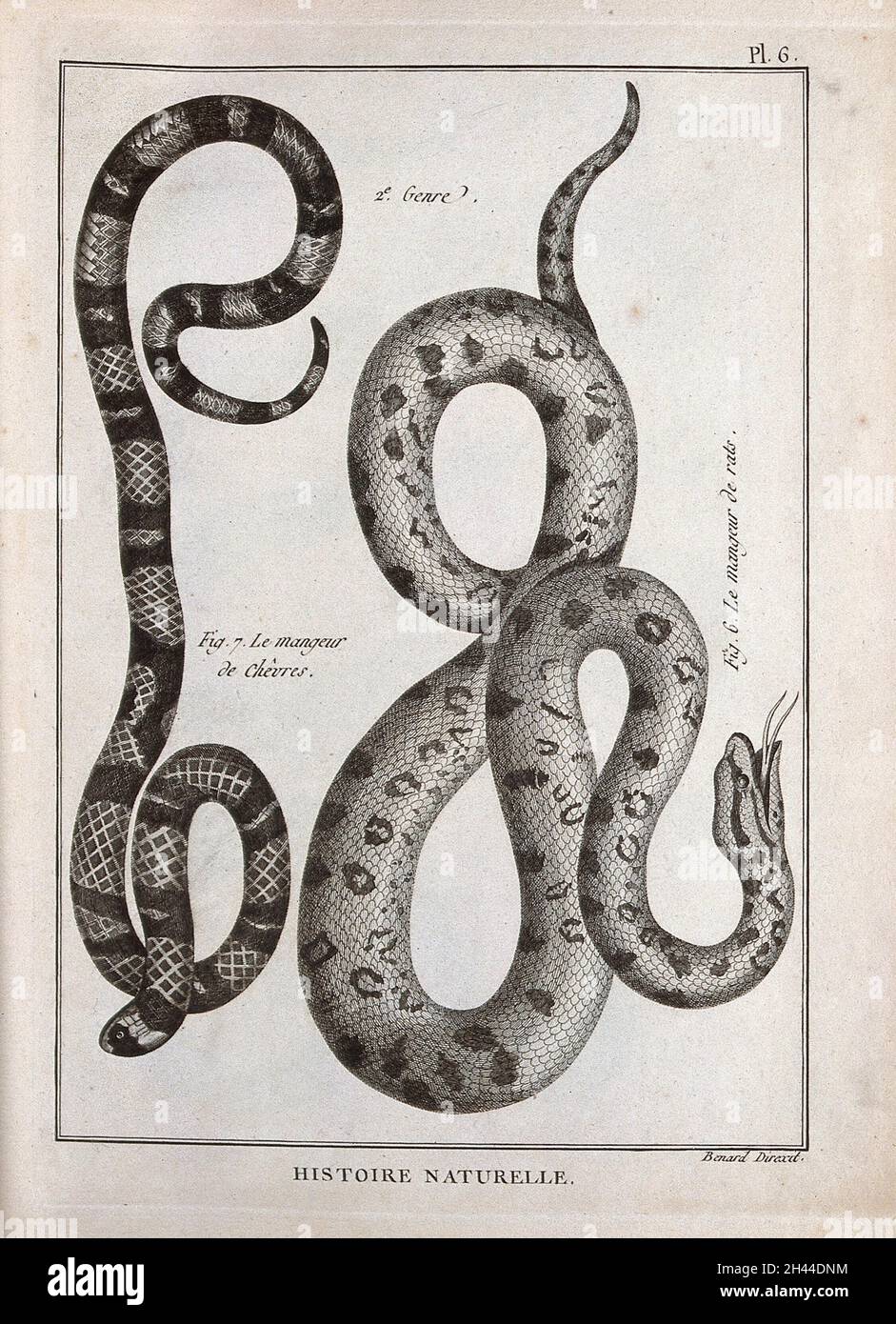Two snakes of the boa family: a rat-eating snake and goat-eating snake ...
