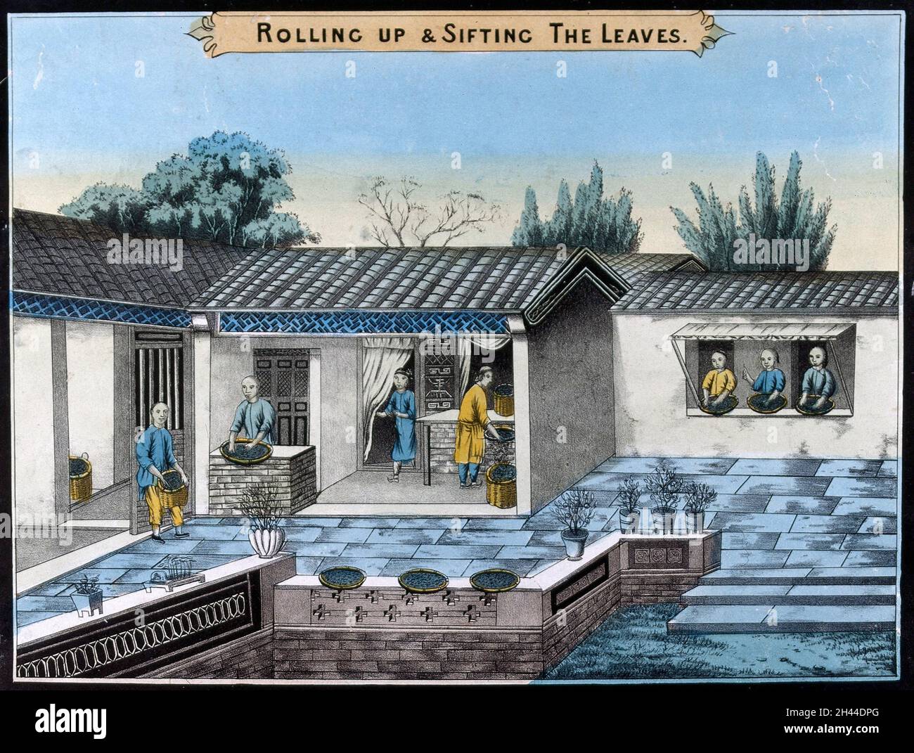 A tea plantation in China: workers roll up and sift the tea leaves ...