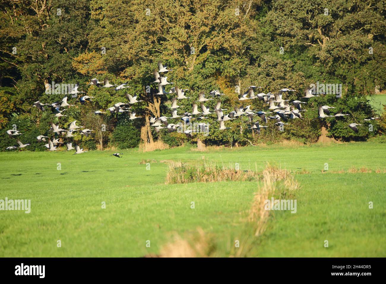 crane birds flying over the fields Stock Photo - Alamy