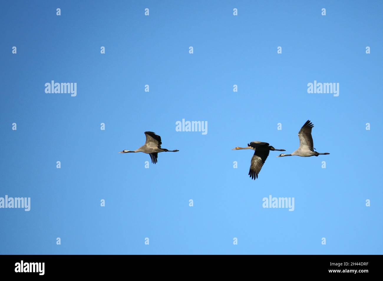 Flying cranes hi-res stock photography and images - Alamy