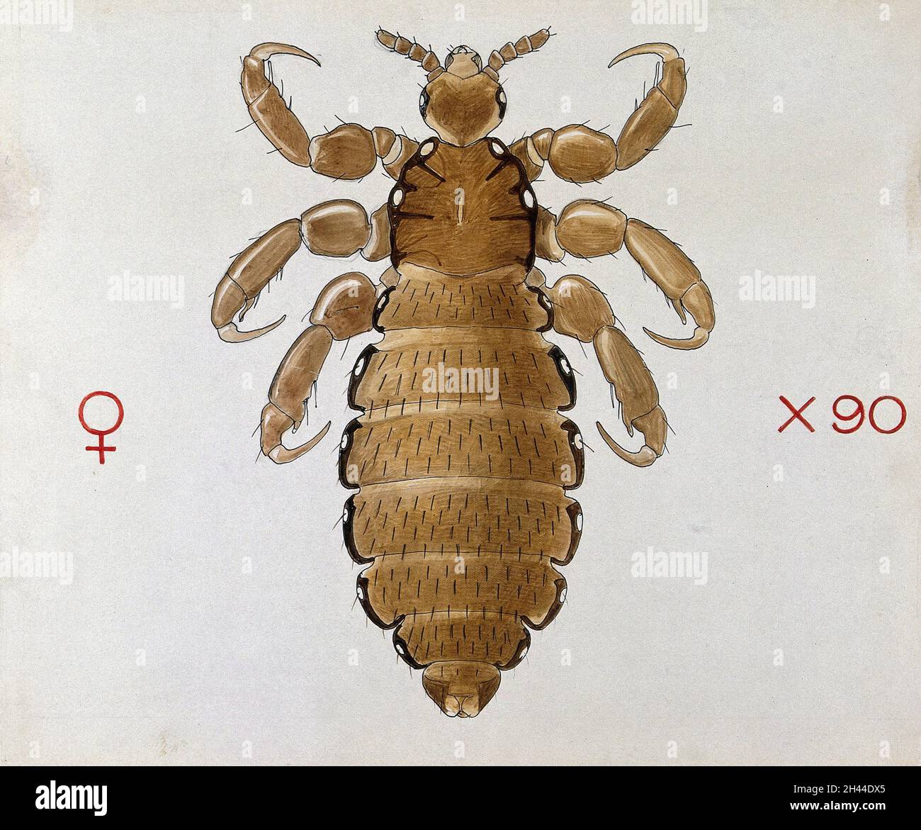 A head louse (Pediculus humanus). Coloured drawing by A.J.E. Terzi ...