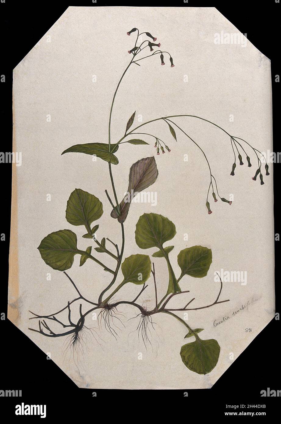 A plant (Cacalia sonchifolia): flowering stem and root. Watercolour ...