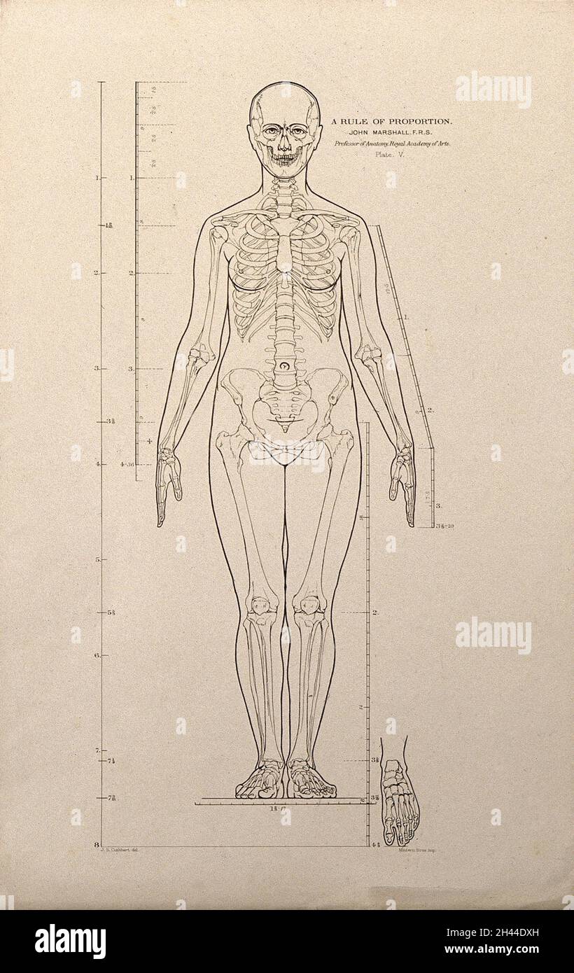Standing female figure, front view, with scales of proportion ...