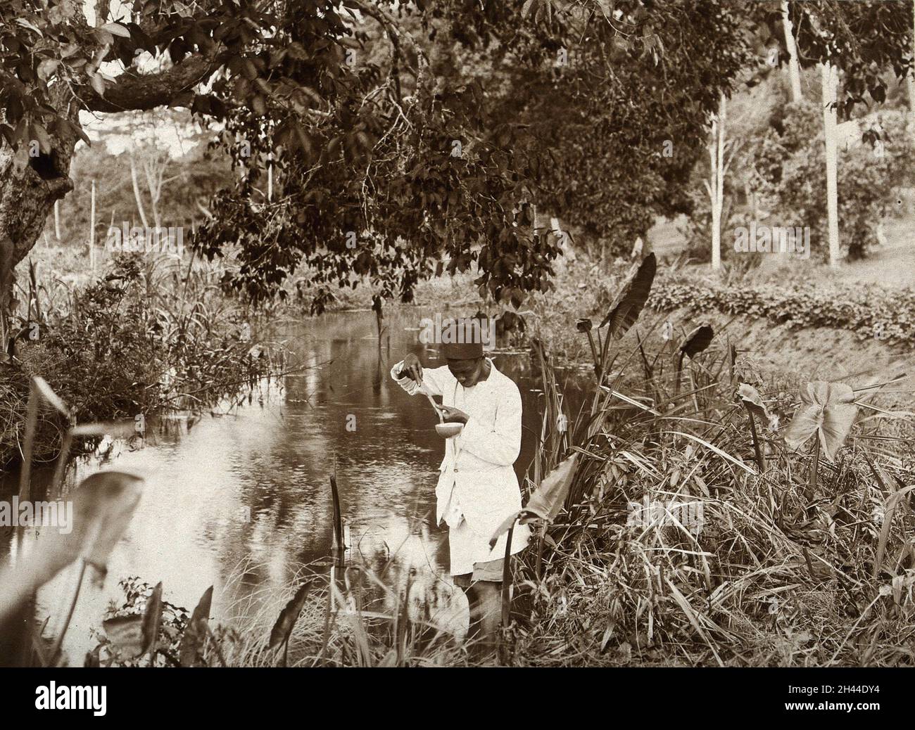 Mosquito larvae africa hi-res stock photography and images - Alamy