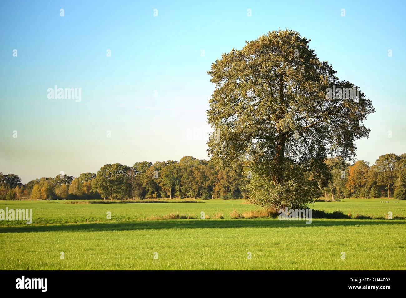 Grassland with tree hi-res stock photography and images - Alamy