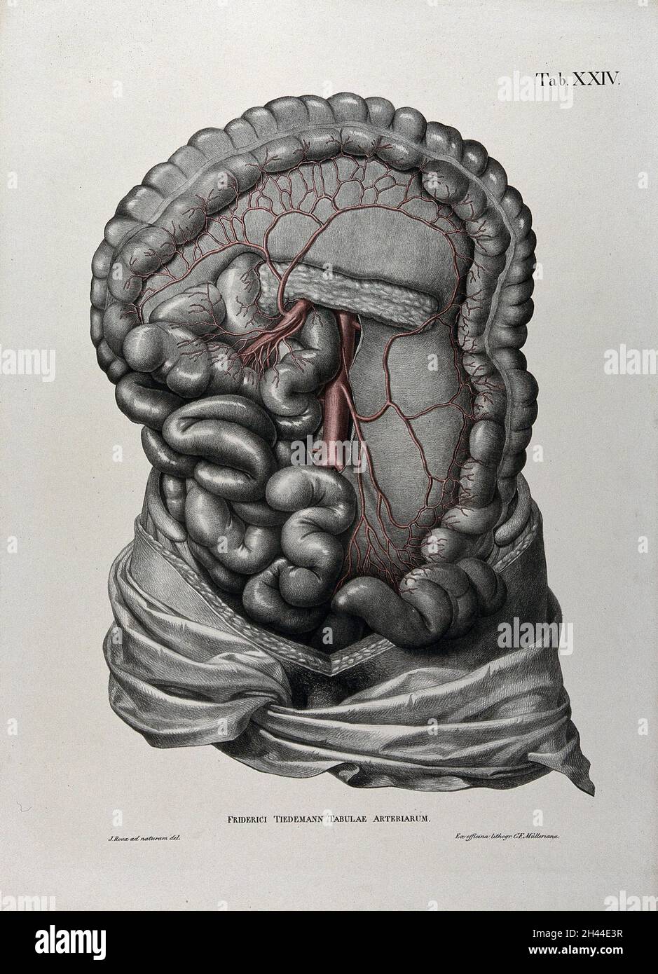 Dissection of the abdomen, showing the intestines, with the arteries ...