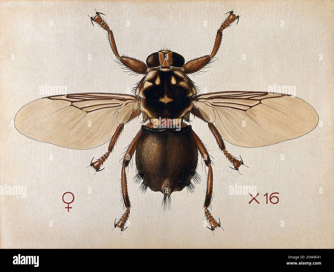 A horse fly (Hippobosca rufipes). Coloured drawing by A.J.E. Terzi ...