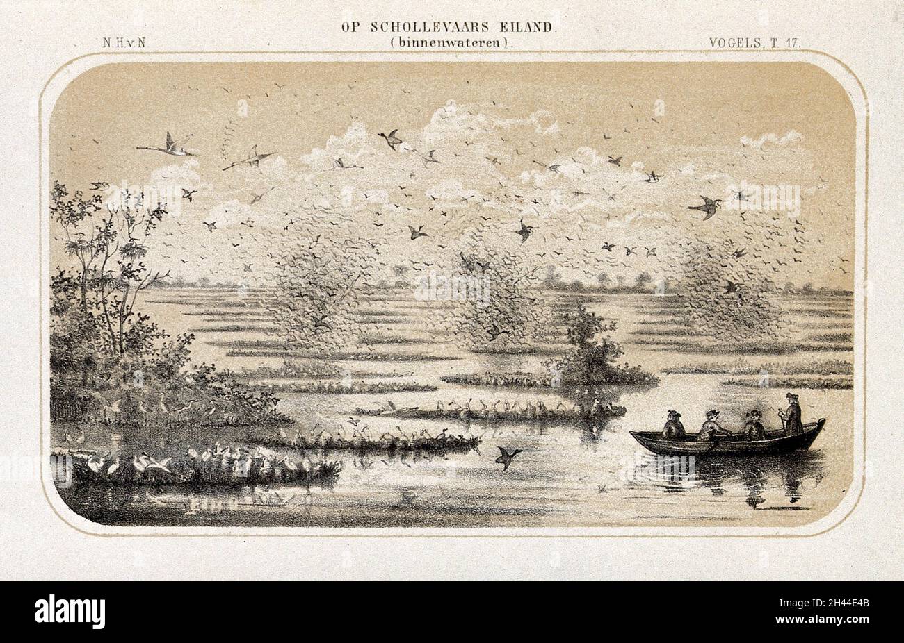 Birdlife on the outlying waters of Cormorant's Island, The Netherlands ...