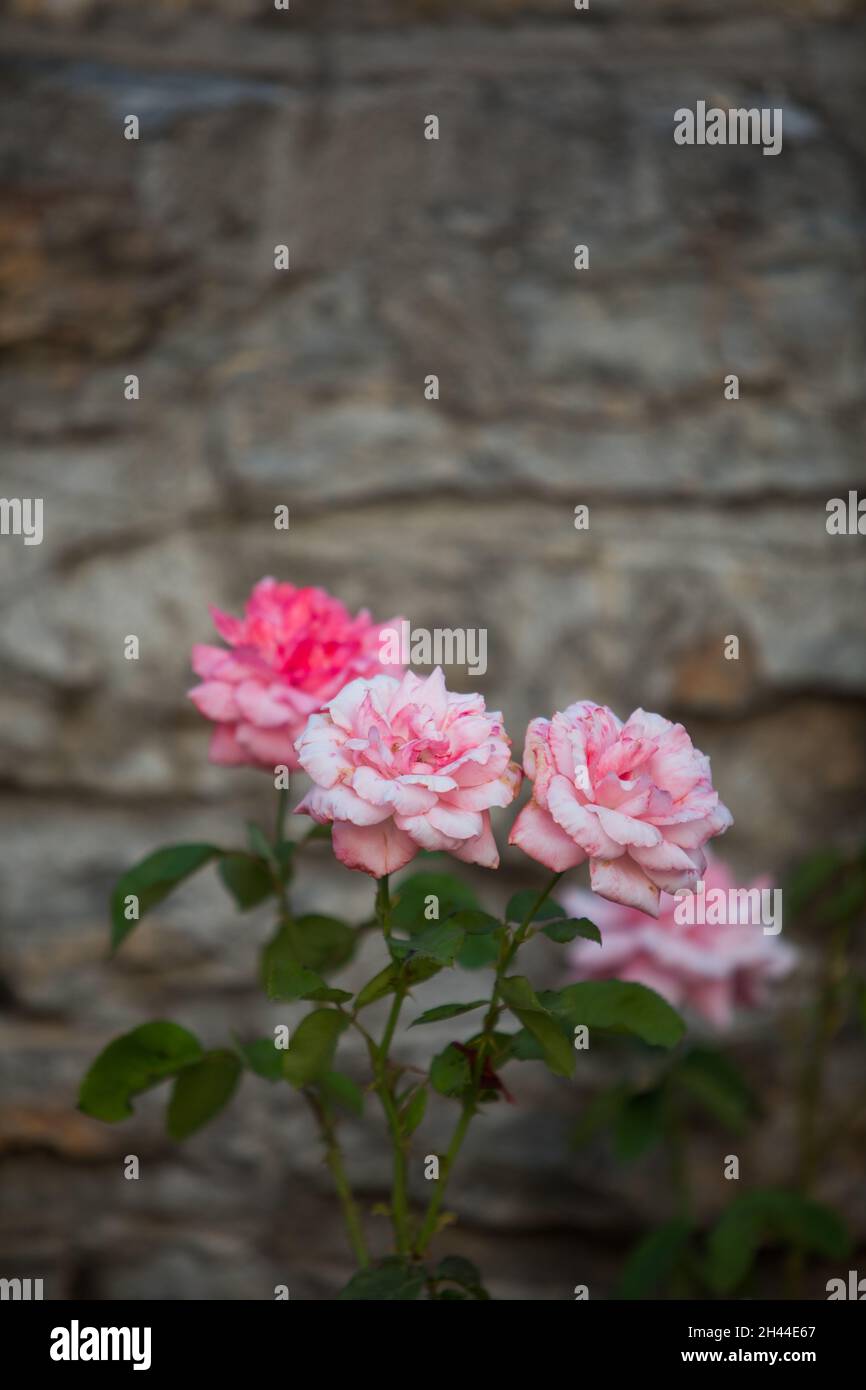 Image of some natural pink roses Stock Photo - Alamy