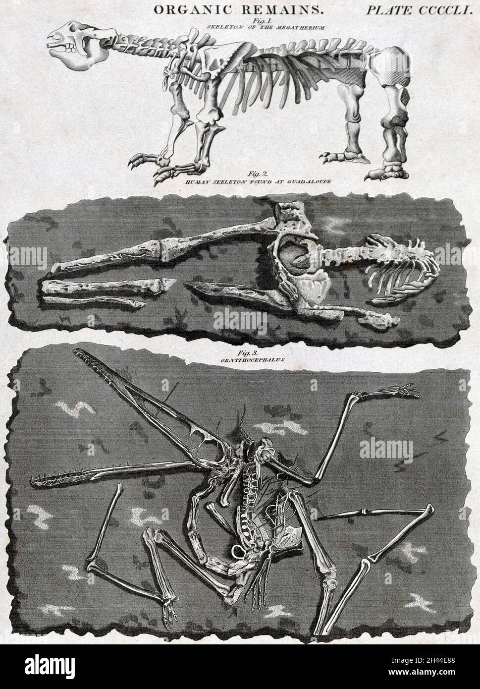 An animal skeleton of the Megatherium, a human skeleton found in ...