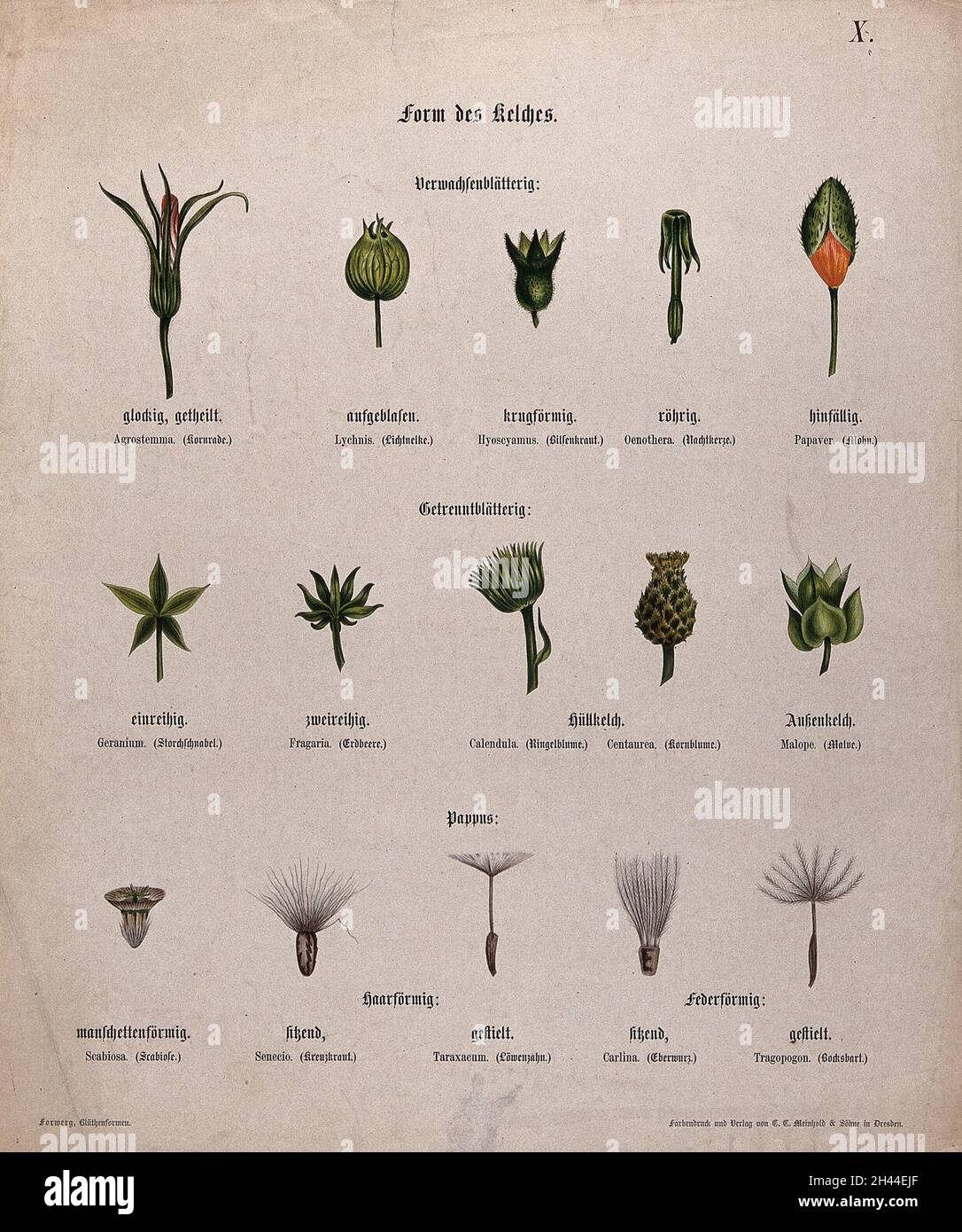 Fifteen examples of different types of flower calyx, including five ...