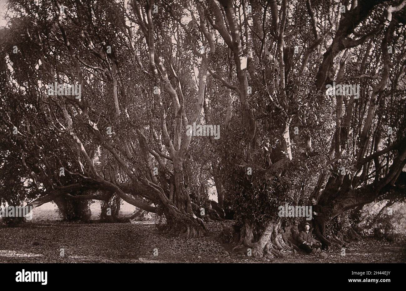 Wonderboom south hi-res stock photography and images - Alamy