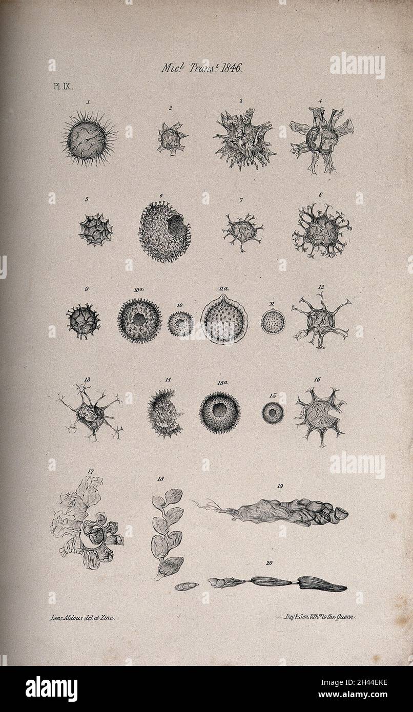 Cells and organisms, as seen through a microscope: twenty figures ...