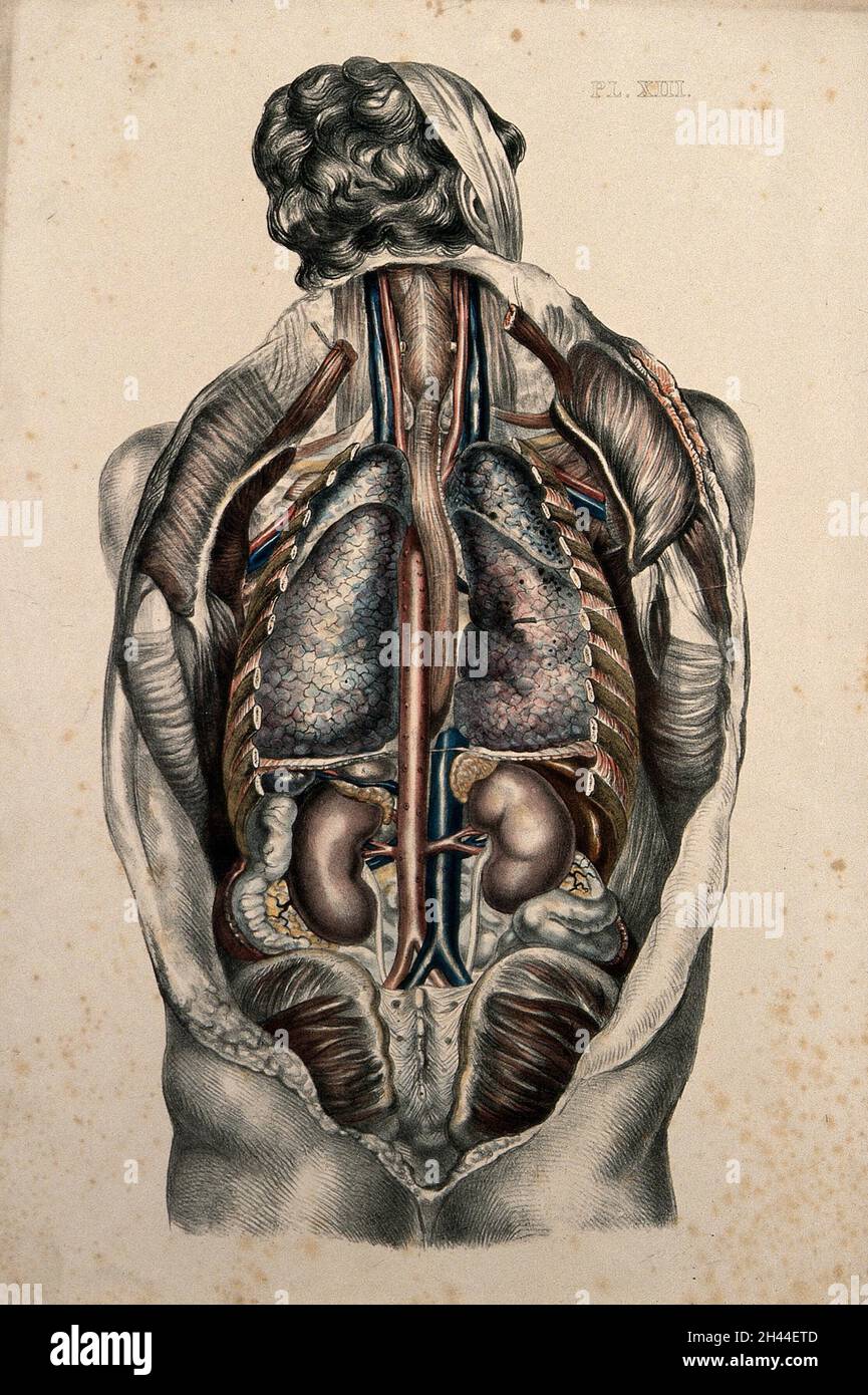 The body of a man seen from behind with the trunk dissected to reveal ...