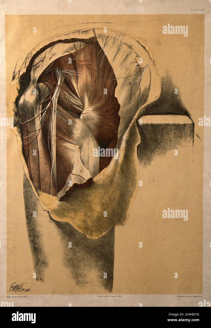 Human buttock anatomy hi-res stock photography and images - Alamy