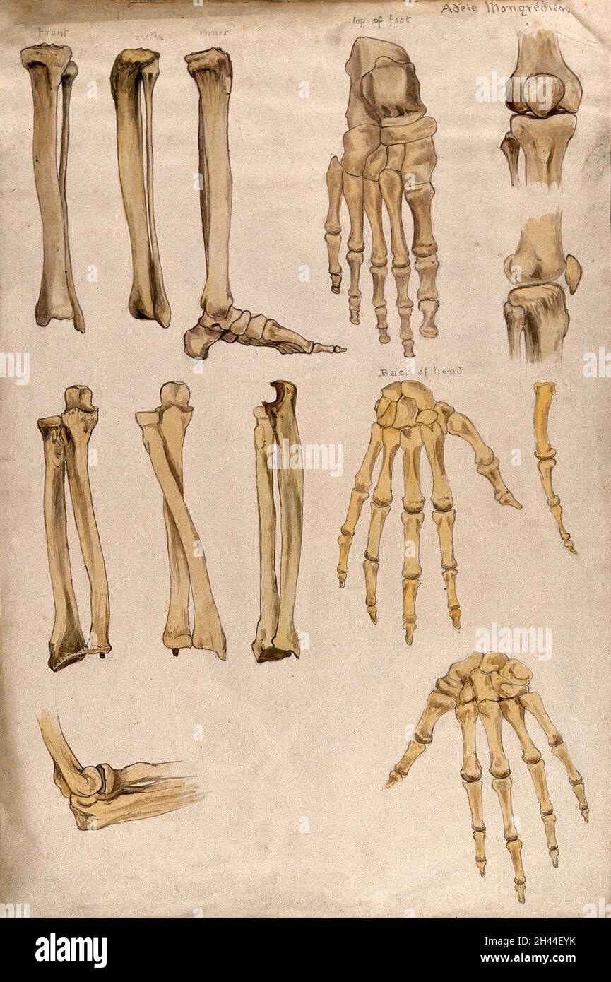 Bones of the arm, leg, hand, foot and knee: thirteen figures ...