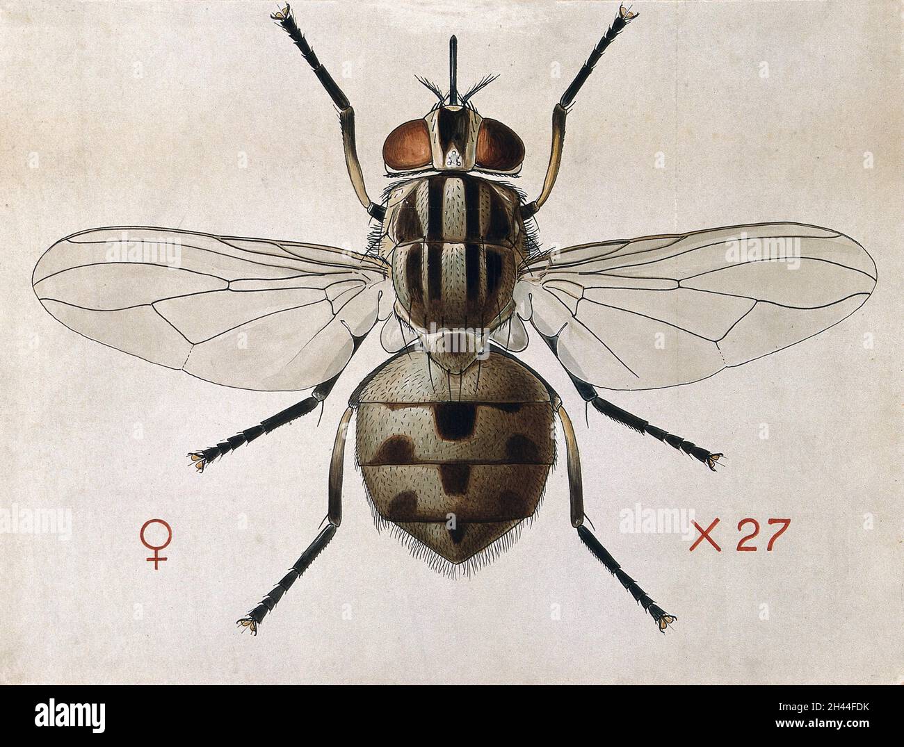 A stable fly (Stomoxys calcitrans). Coloured drawing by A.J.E. Terzi ...