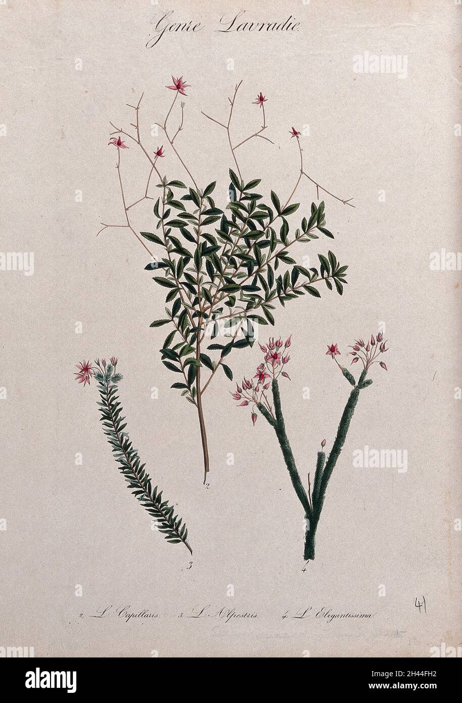 Three flowering plants, all species of the genus Lauradia. Coloured ...