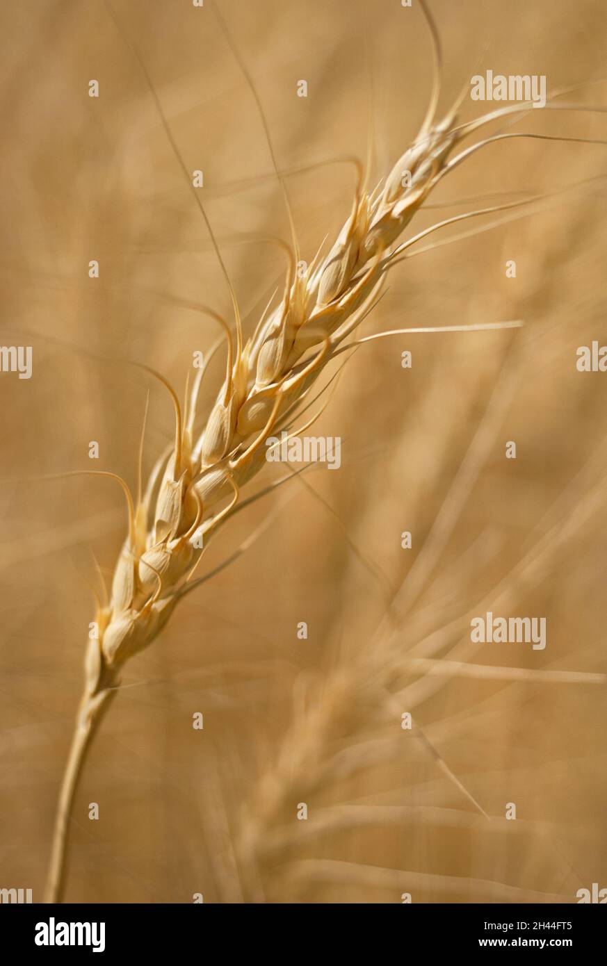Seed head wheat hi-res stock photography and images - Alamy