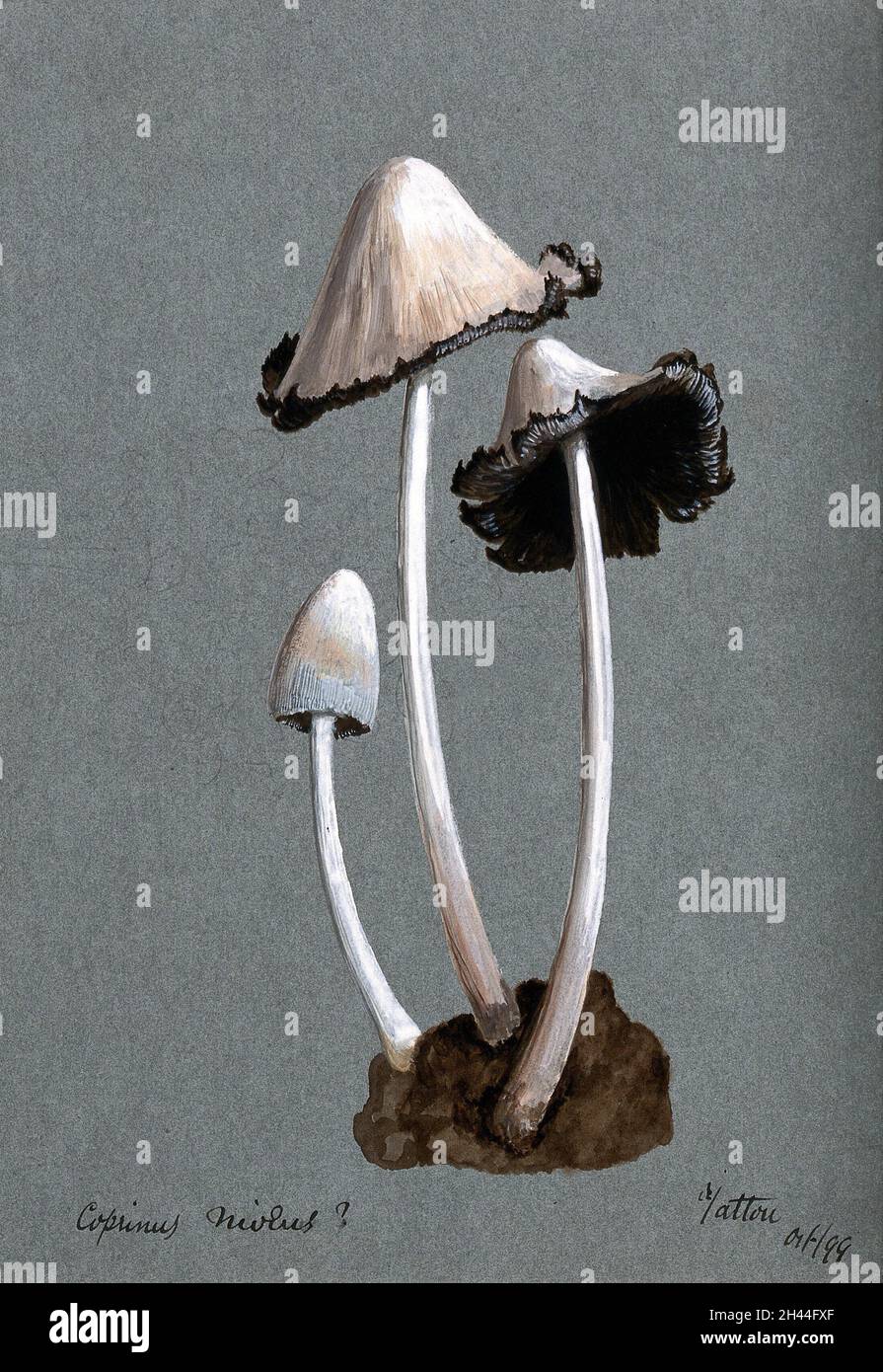 A fungus (Coprinus niveus): three fruiting bodies. Watercolour, 1899 ...