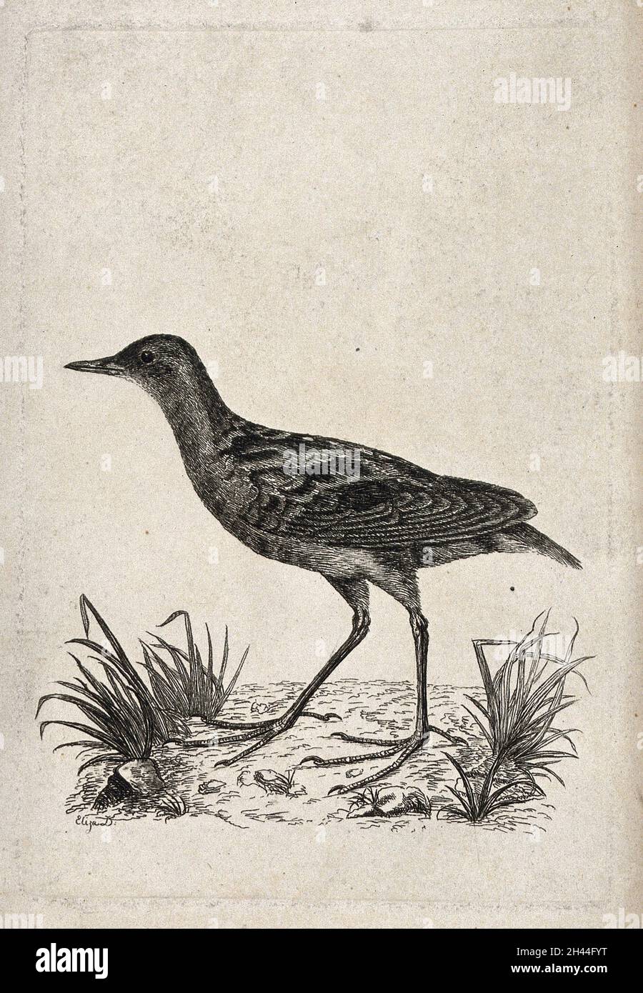 Eliza little hi-res stock photography and images - Alamy