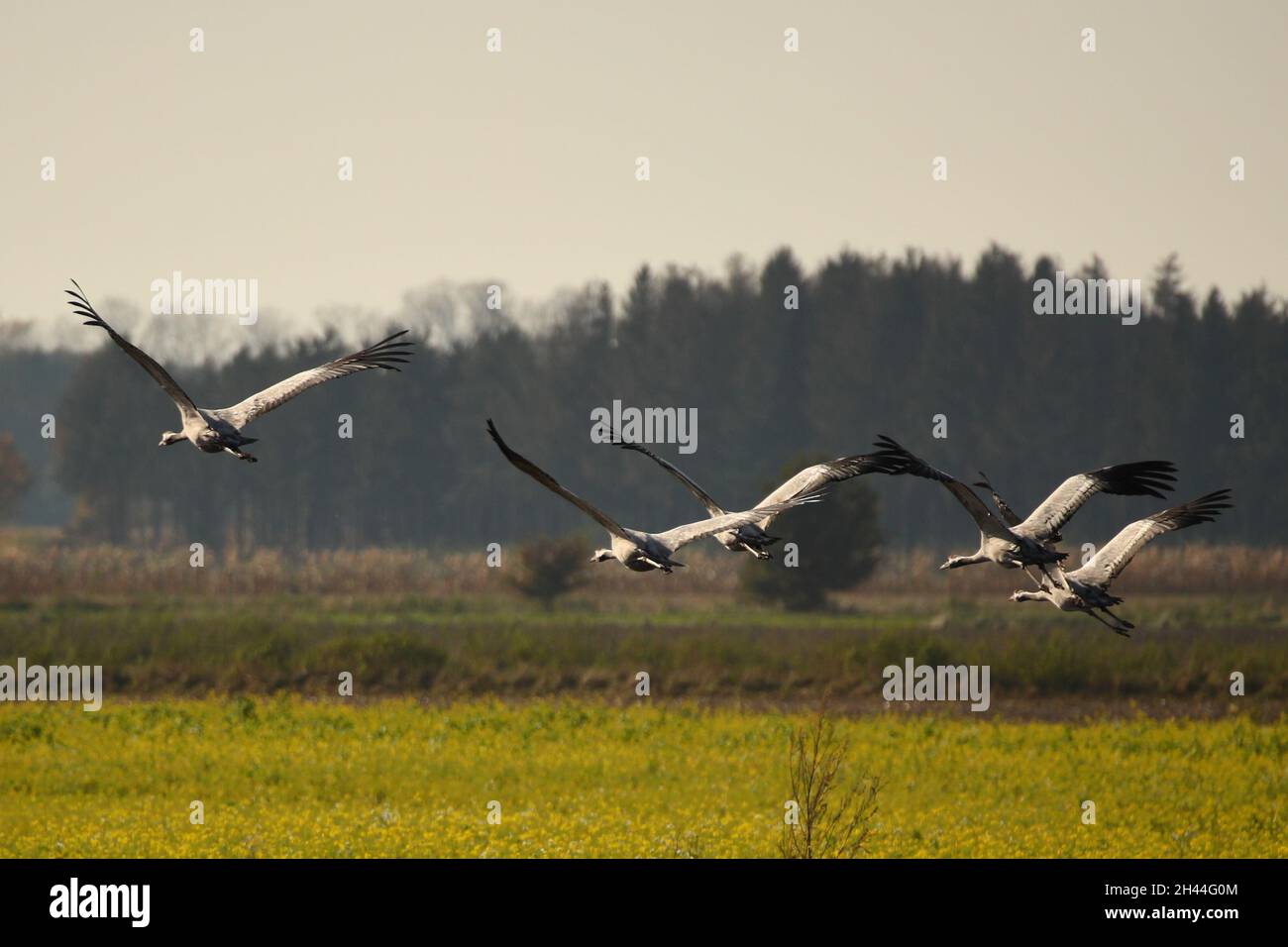 Cranes birds flying over hi-res stock photography and images - Alamy