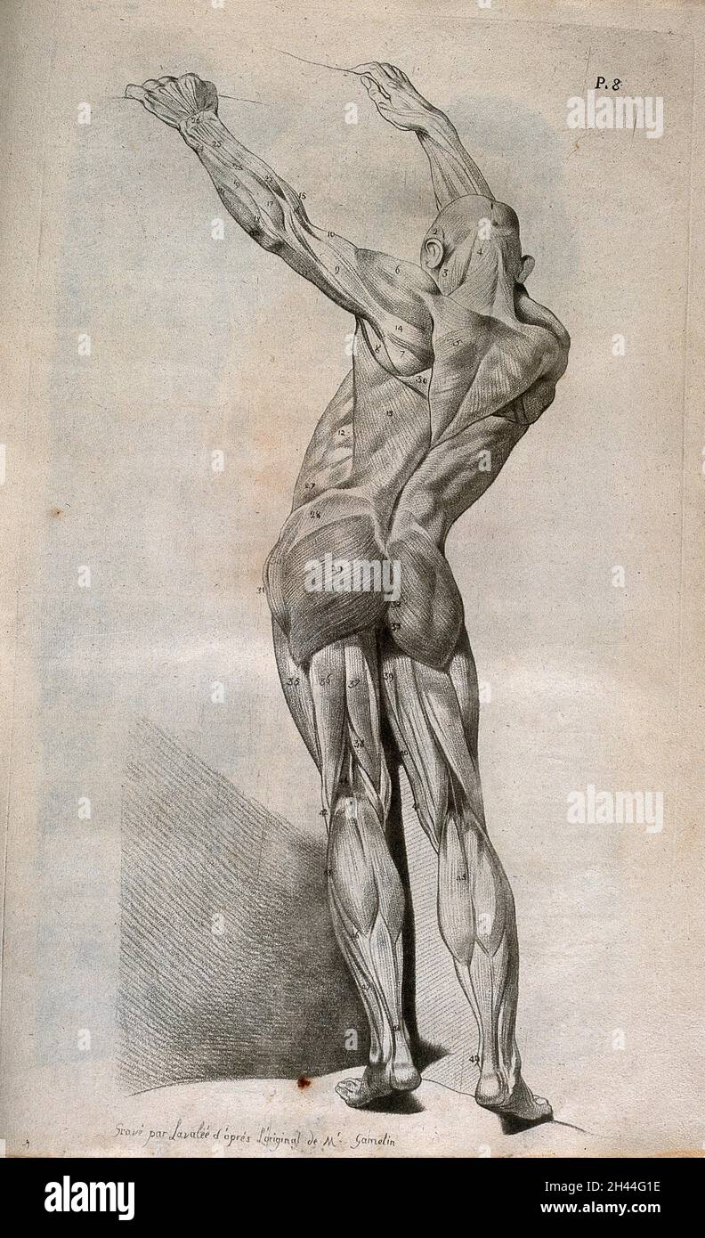 A standing écorché figure, seen from behind, reaching upwards with ...