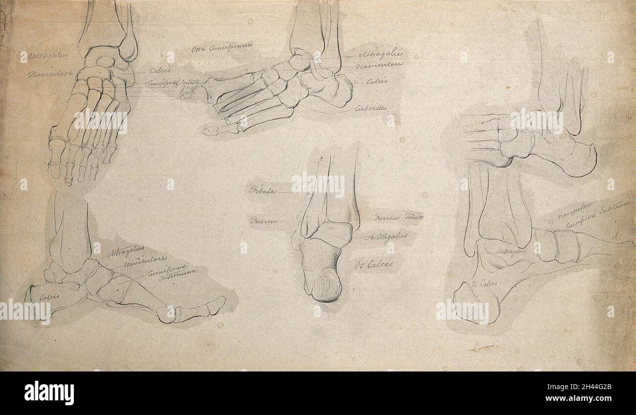 Bones of the foot: six figures. Pencil drawing, ca. 1811 Stock Photo ...