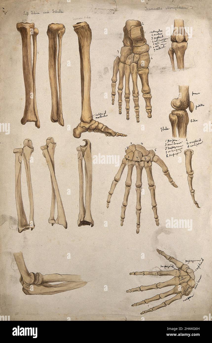 Bones of the arm, leg, hand, foot and knee: thirteen figures ...