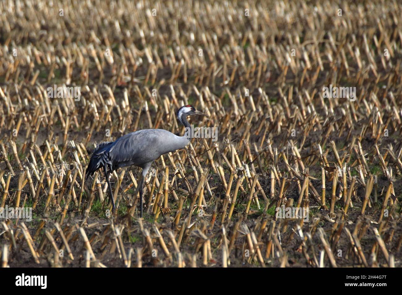 crane bird in an harvested corn field Stock Photo - Alamy