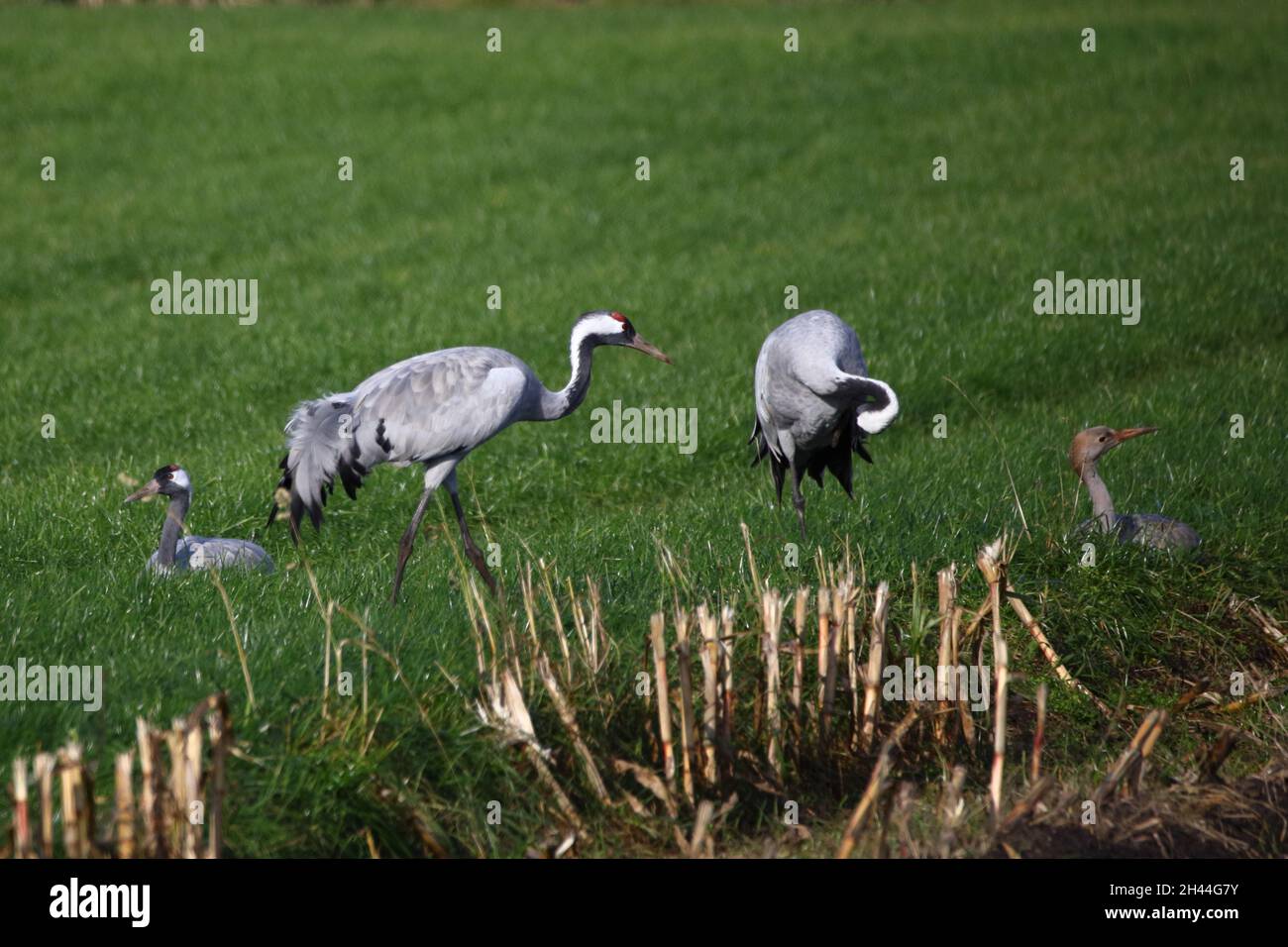 Crane birds hi-res stock photography and images - Alamy