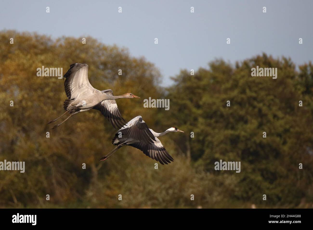 Cranes birds flying over hi-res stock photography and images - Alamy