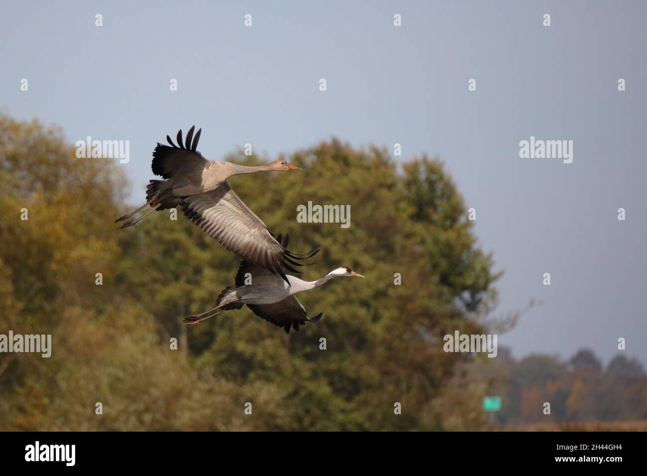 Cranes birds flying over hi-res stock photography and images - Alamy