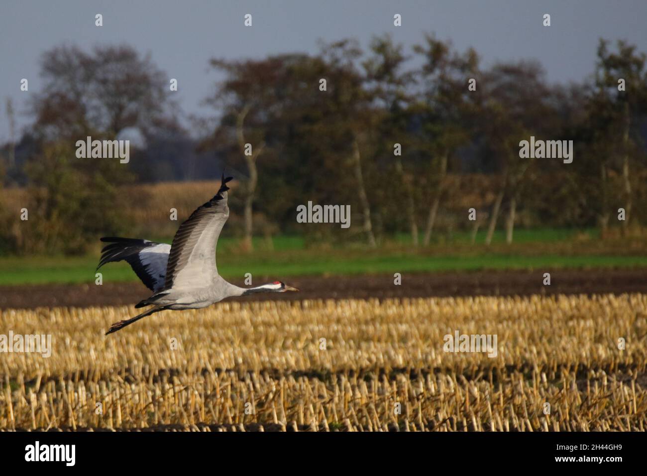 Flying crane hi-res stock photography and images - Alamy