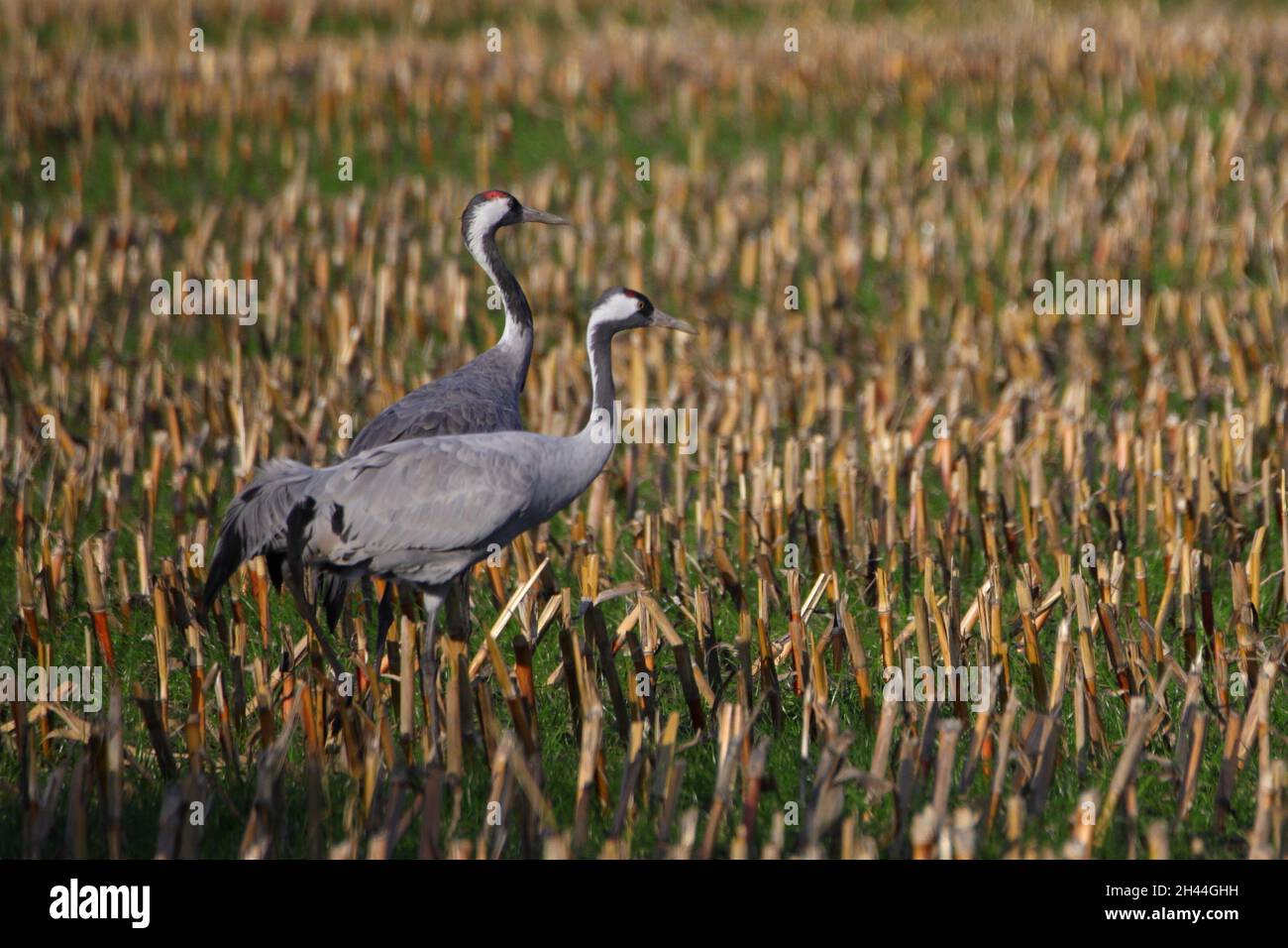 Crane birds hi-res stock photography and images - Alamy