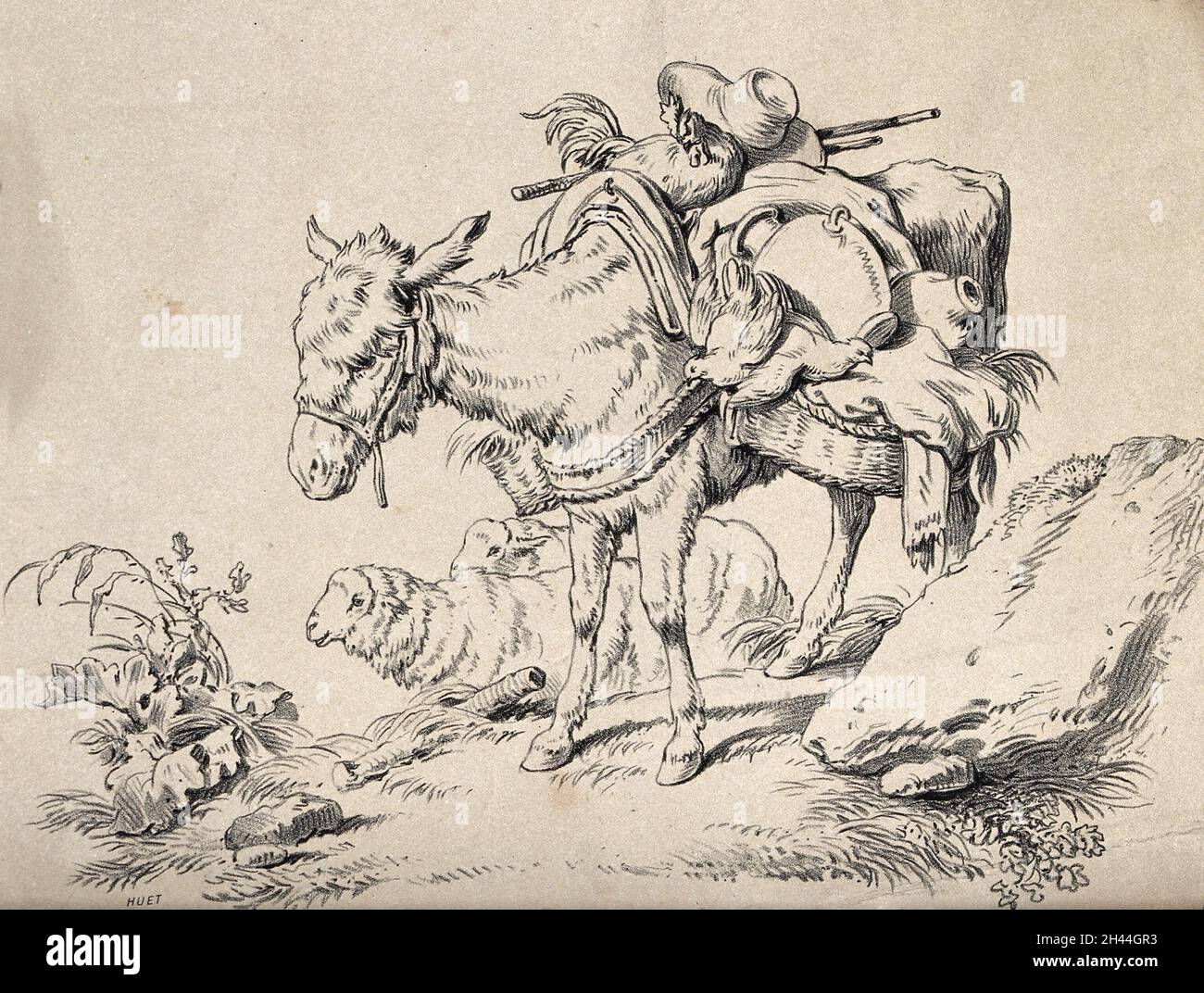 Packed mule hi-res stock photography and images - Alamy