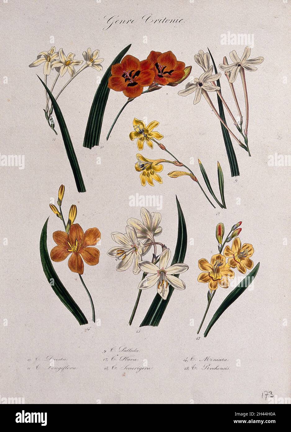 Seven flowering plants, all species of the genus Tritonia. Coloured ...