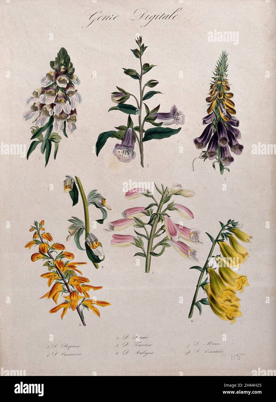 Six different foxglove plants (Digitalis species): flowering stems ...
