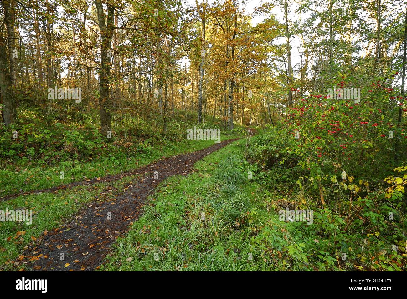 Forest trail scenery hi-res stock photography and images - Alamy