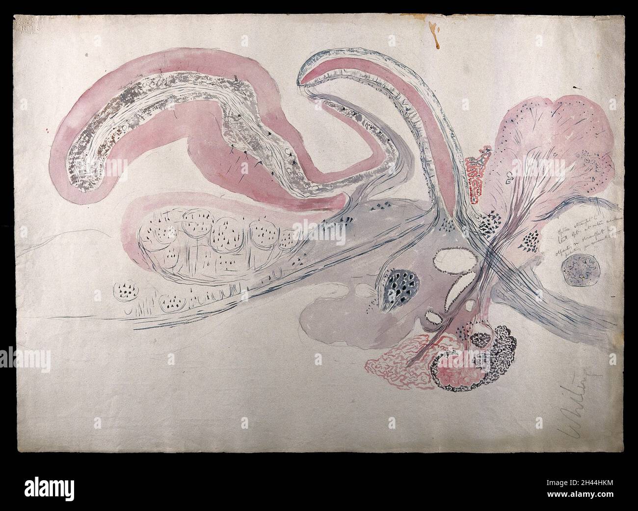 Brain of a whiting: figures showing a dissection of the brain ...