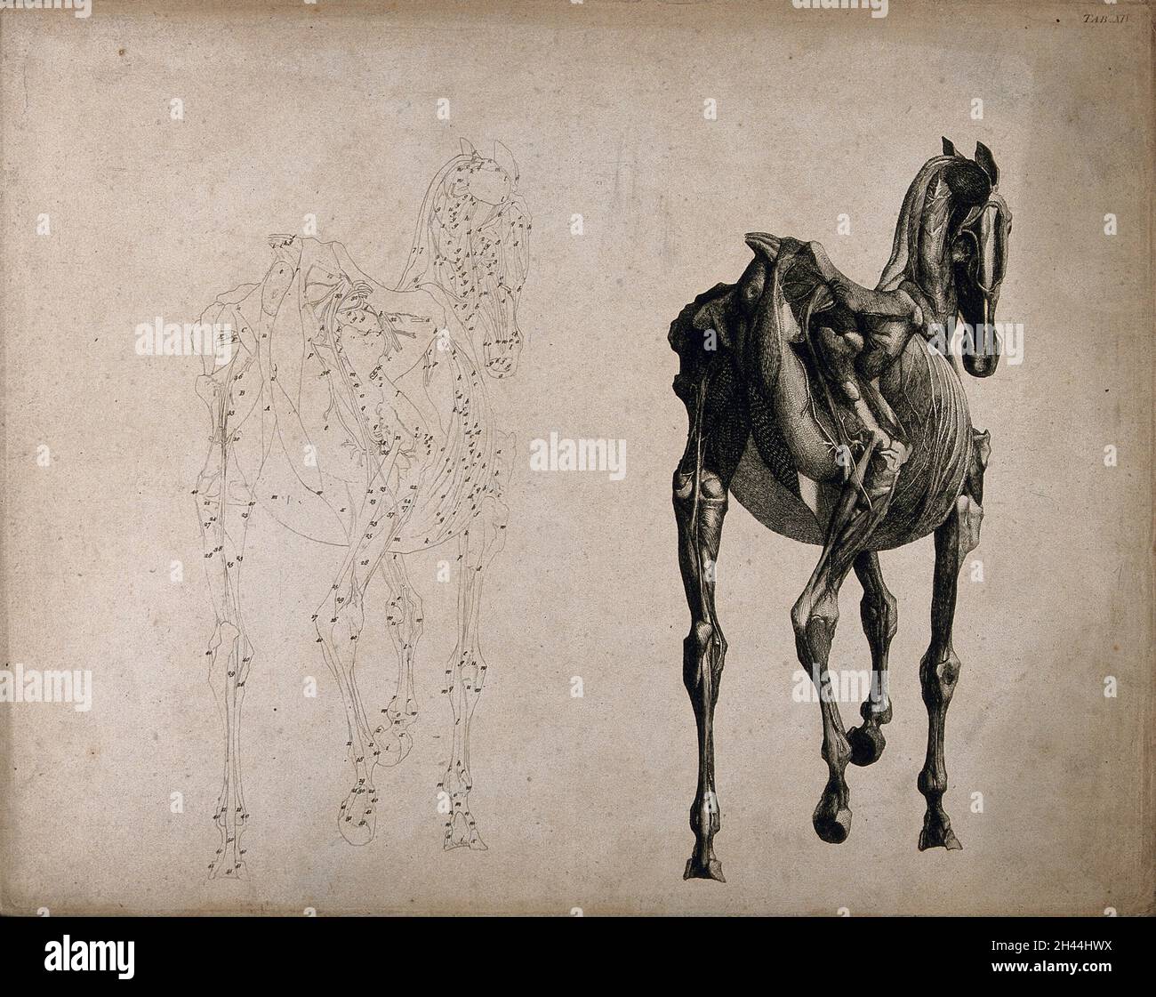 A horse, seen from behind: two écorché figures showing the muscles and ...