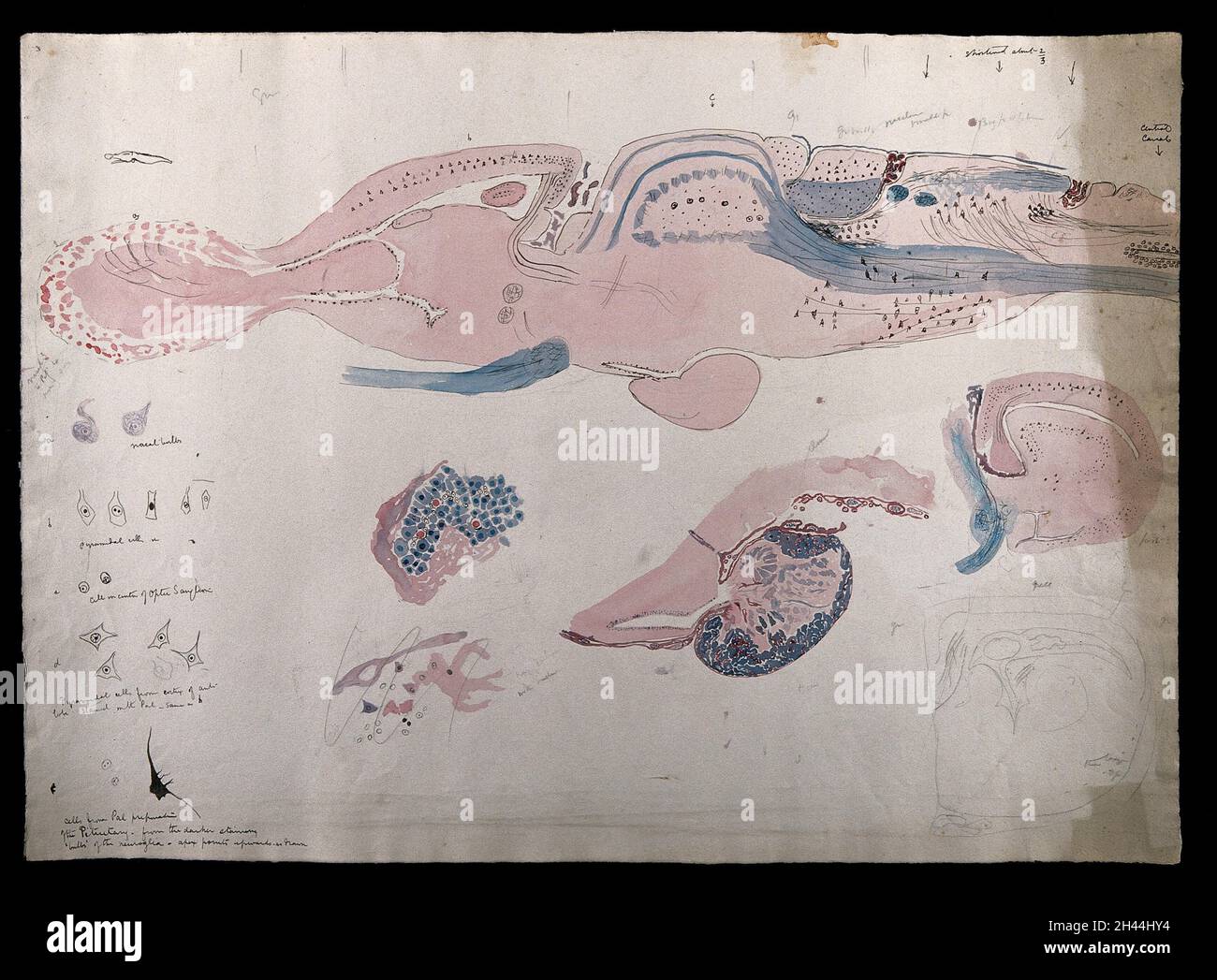 Brain of a broadfronted crocodile: figures showing dissections of the ...