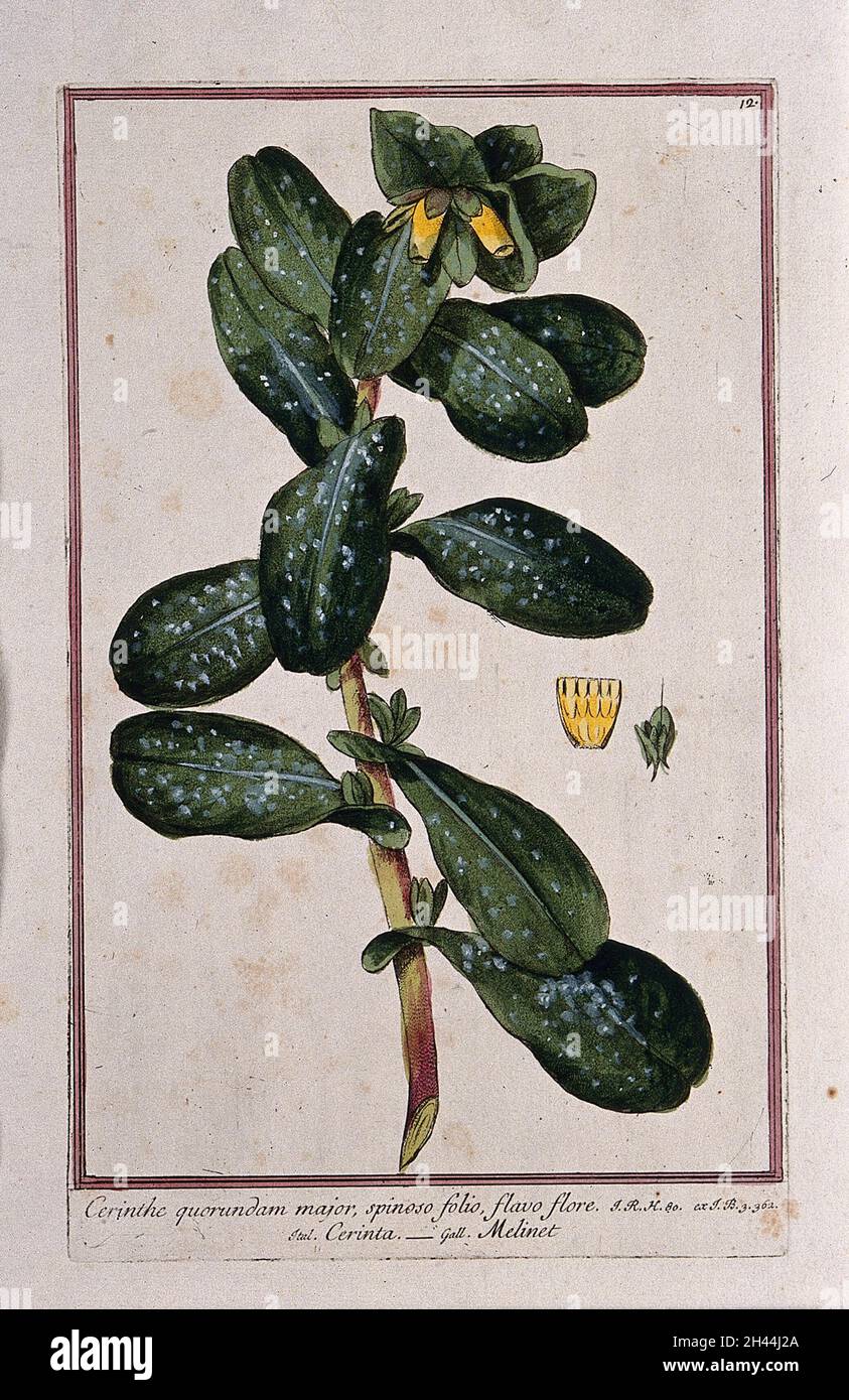 A plant (Cerinthe retorta Sibth. & Sm.): flowering plant with separate ...