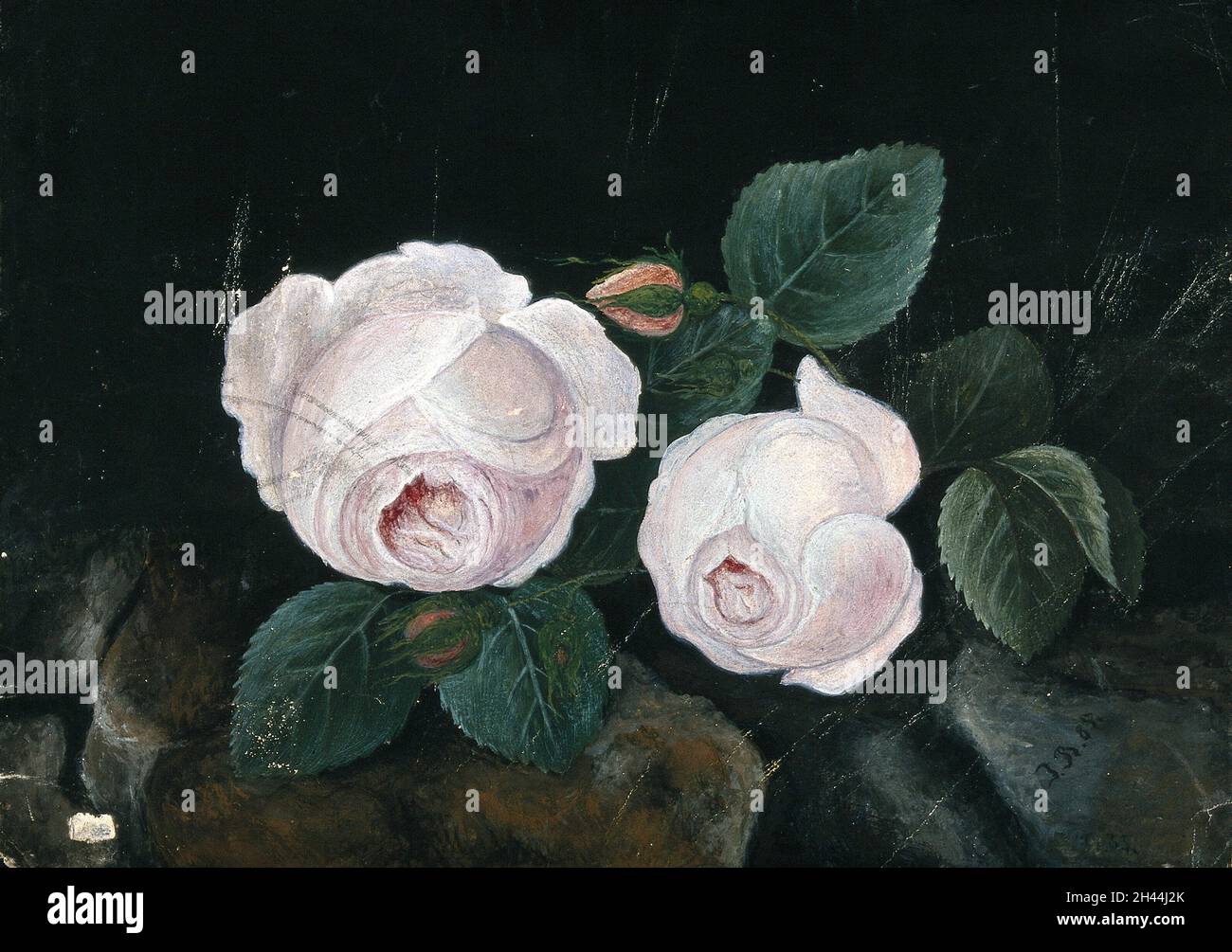 Two white roses, in a still-life. Watercolour by J.D.(?), 1885 Stock ...