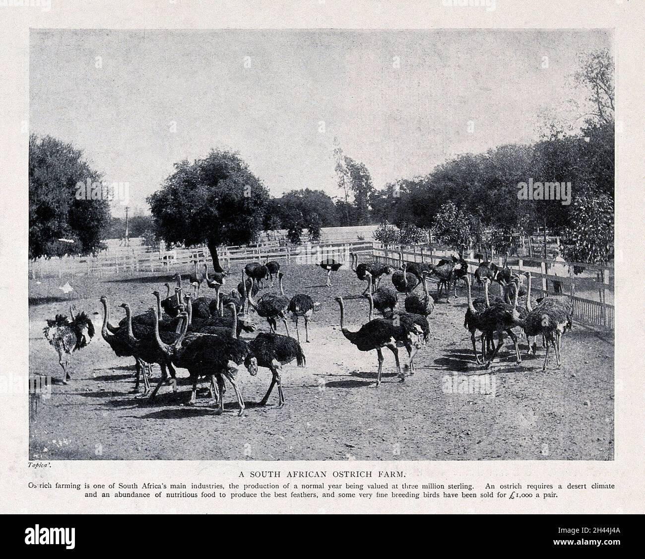 South africa farm 1900 hi-res stock photography and images - Alamy