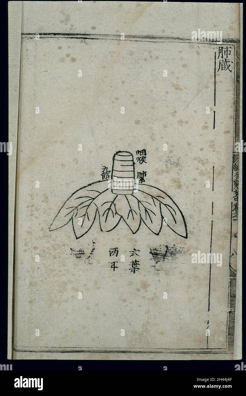 Anatomy of the lung in ancient Chinese medicine, woodcut Stock Photo ...