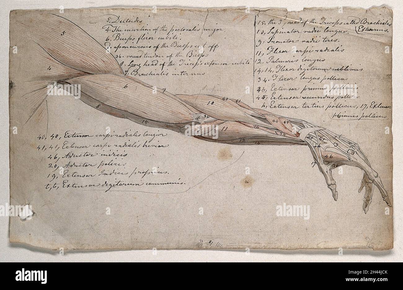 The muscles of the arm and hand. Pen and ink, with pink and brown ...
