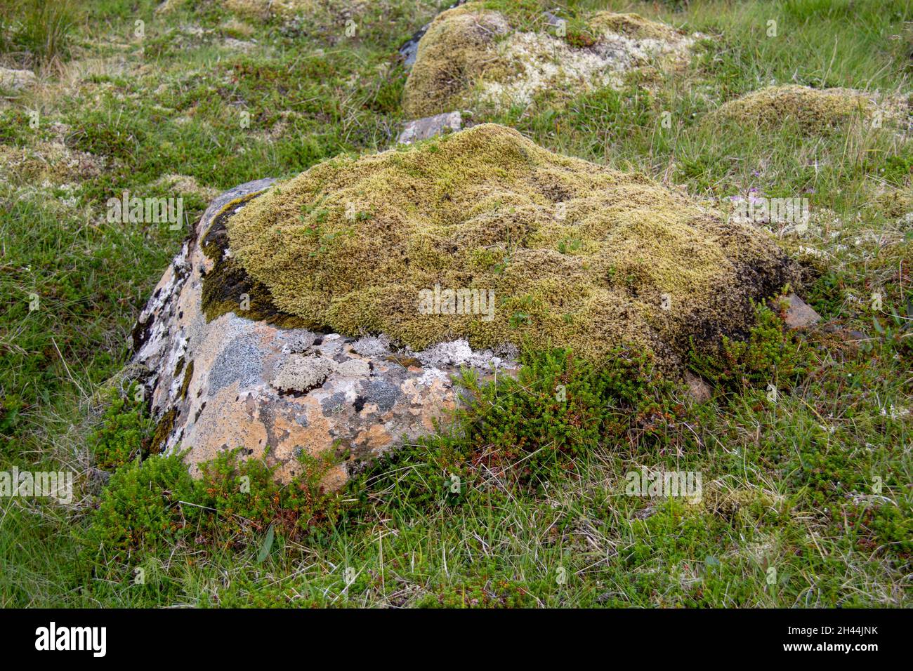 Colorful lichen and moss growing on a rock Stock Photo - Alamy